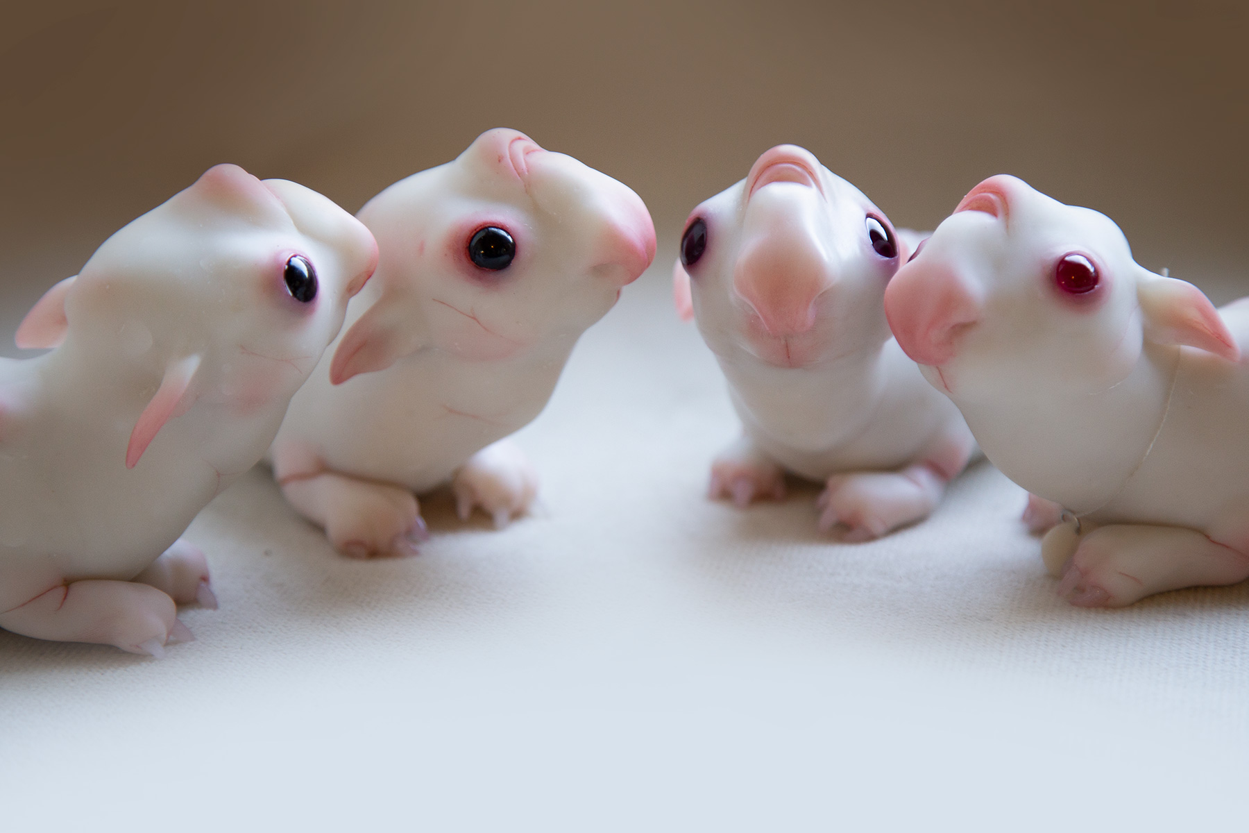 Cocoon toys | FANTANIMA!2022